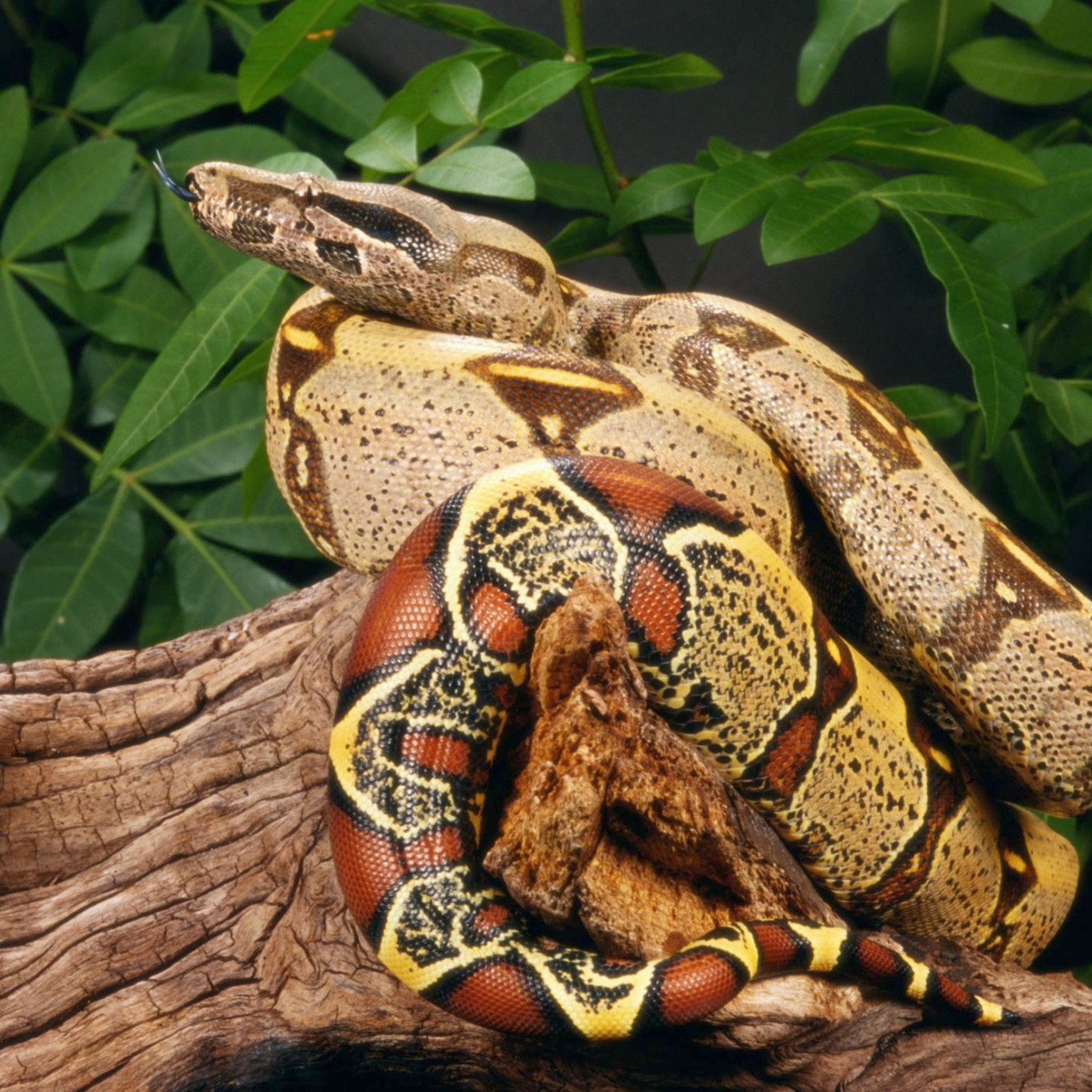 Red Tailed Boa Constrictor - Central Coast Zoo