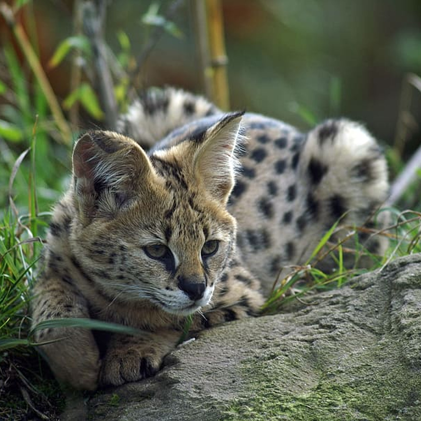 Serval - Central Coast Zoo