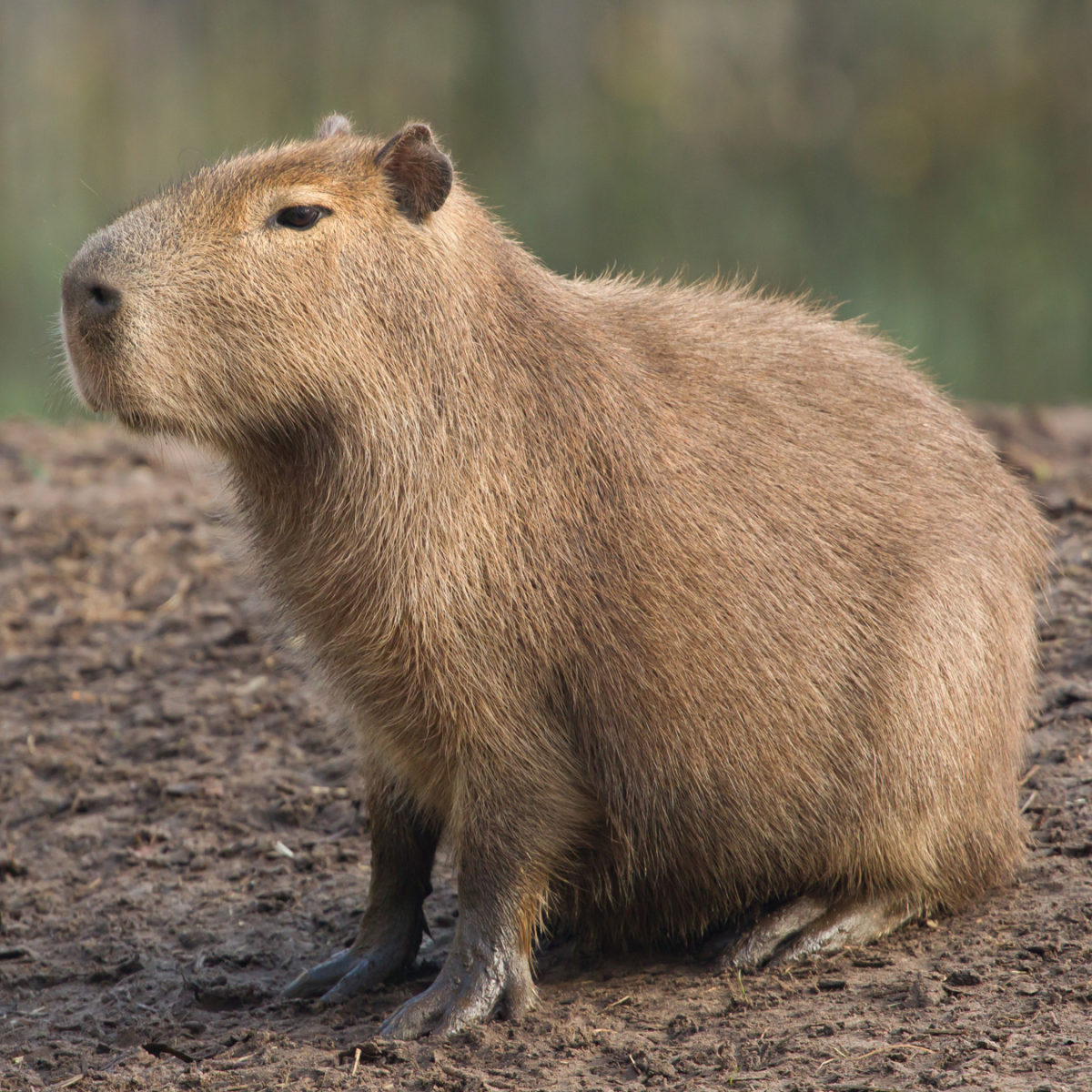 Capybara - Central Coast Zoo