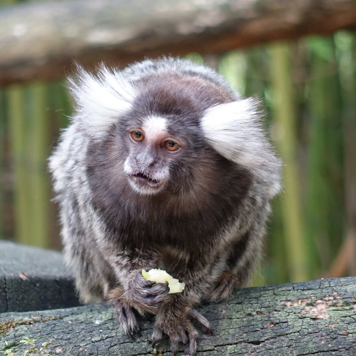 Common Marmoset - Central Coast Zoo
