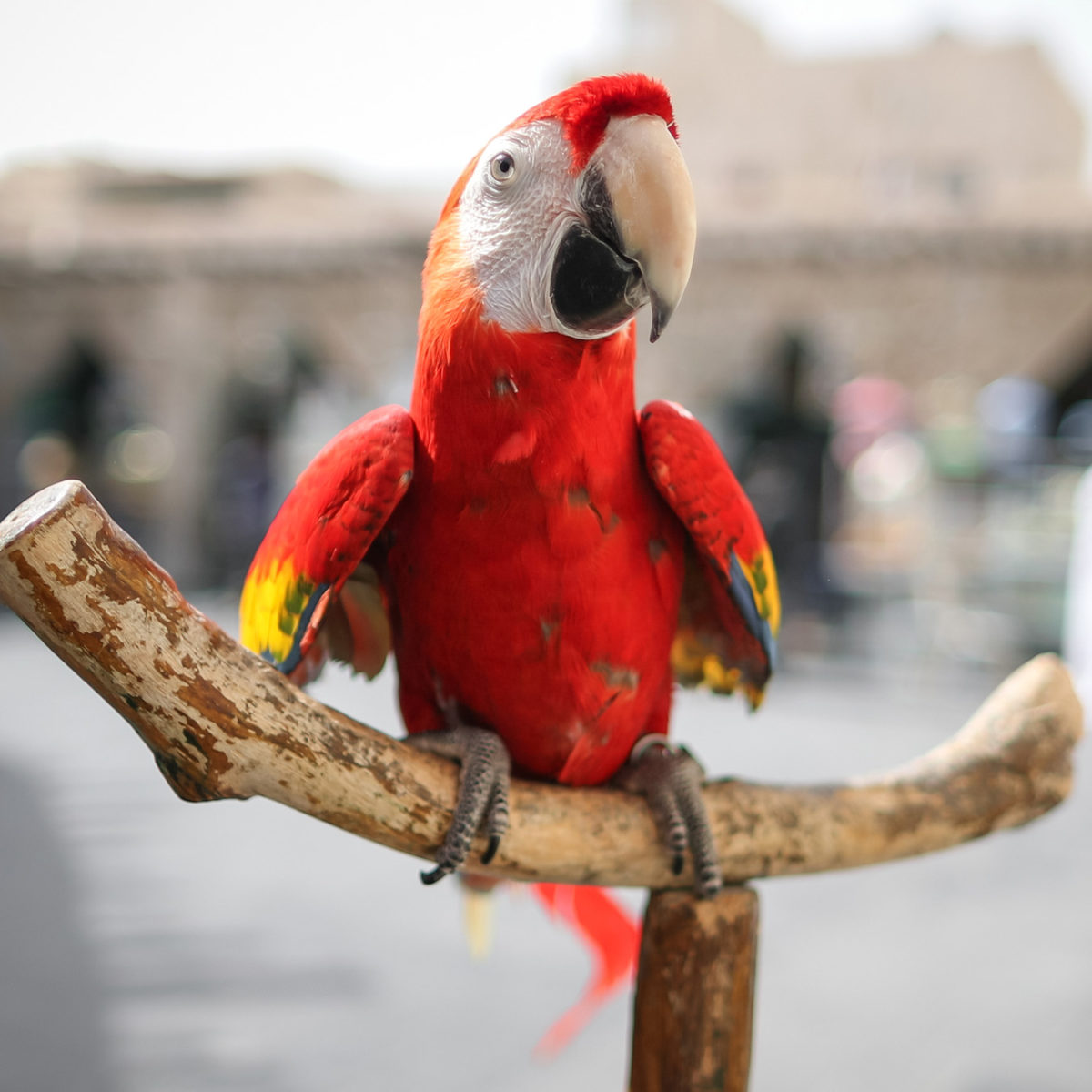 Scarlet Macaw - Central Coast Zoo