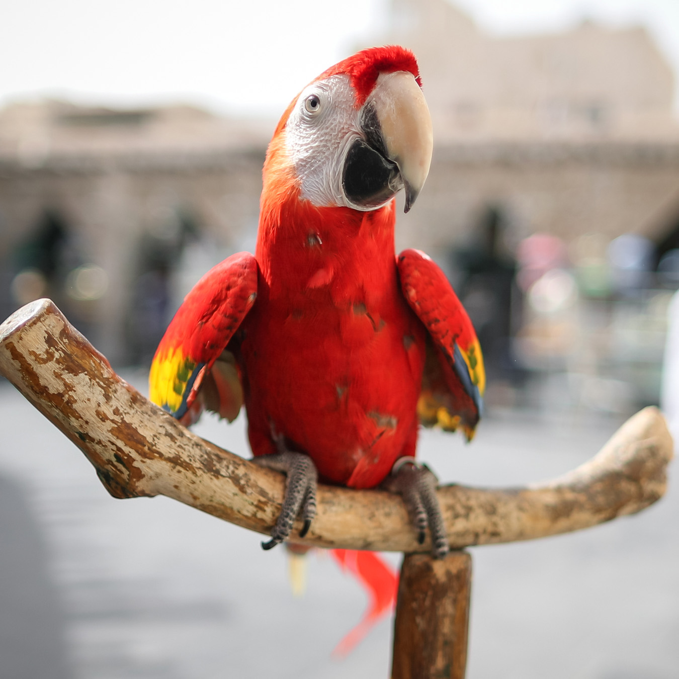 Scarlet Macaw - Central Coast Zoo