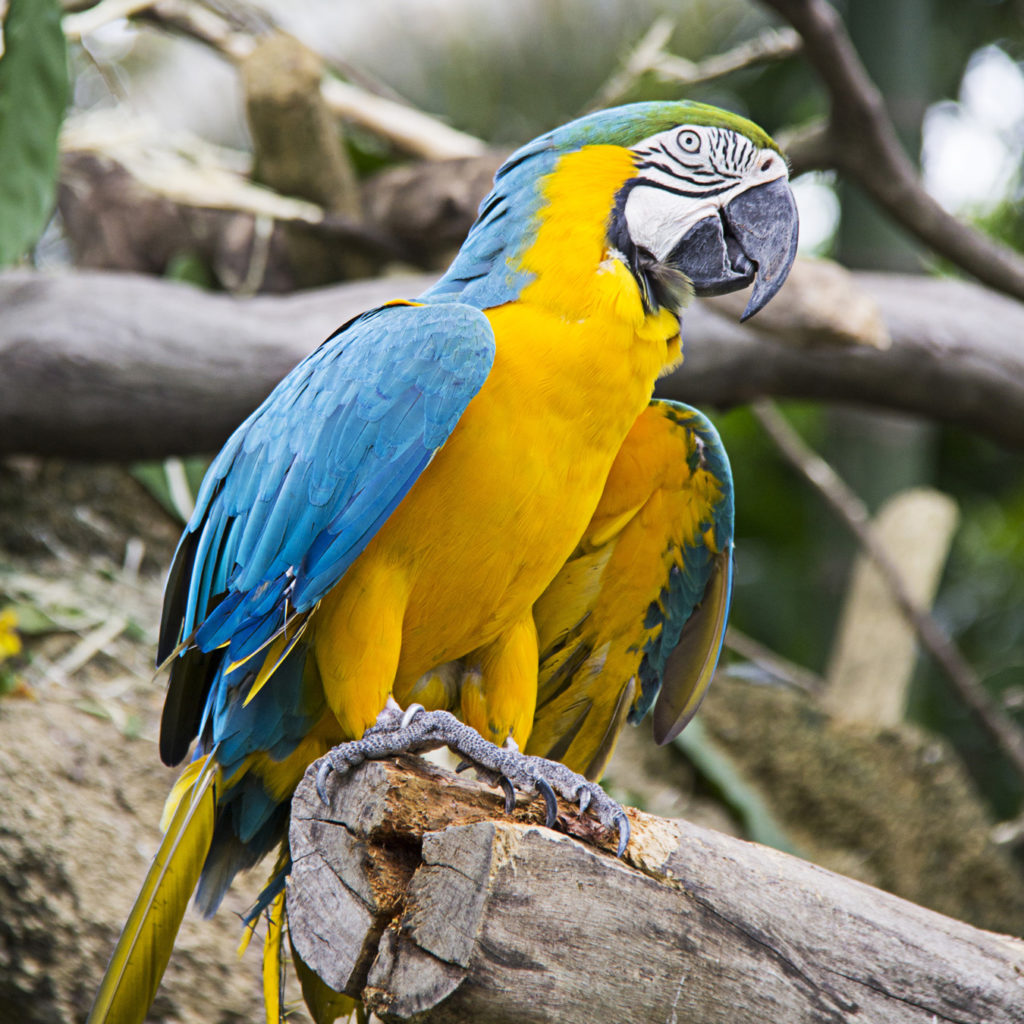 Blue & Gold Macaw - Central Coast Zoo