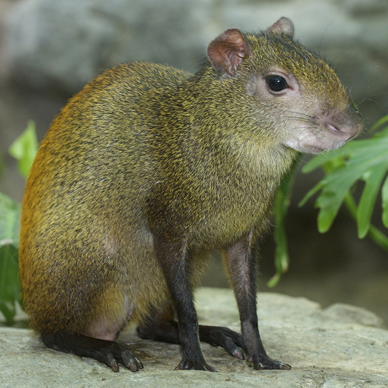 Red-Rumped Agouti - Central Coast Zoo