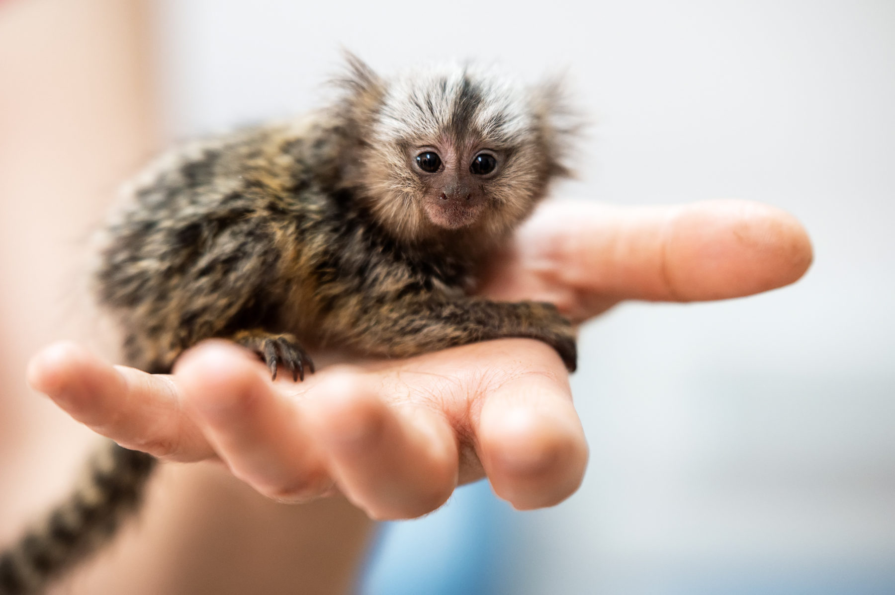 Marmoset Monkey Encounters - Central Coast Zoo