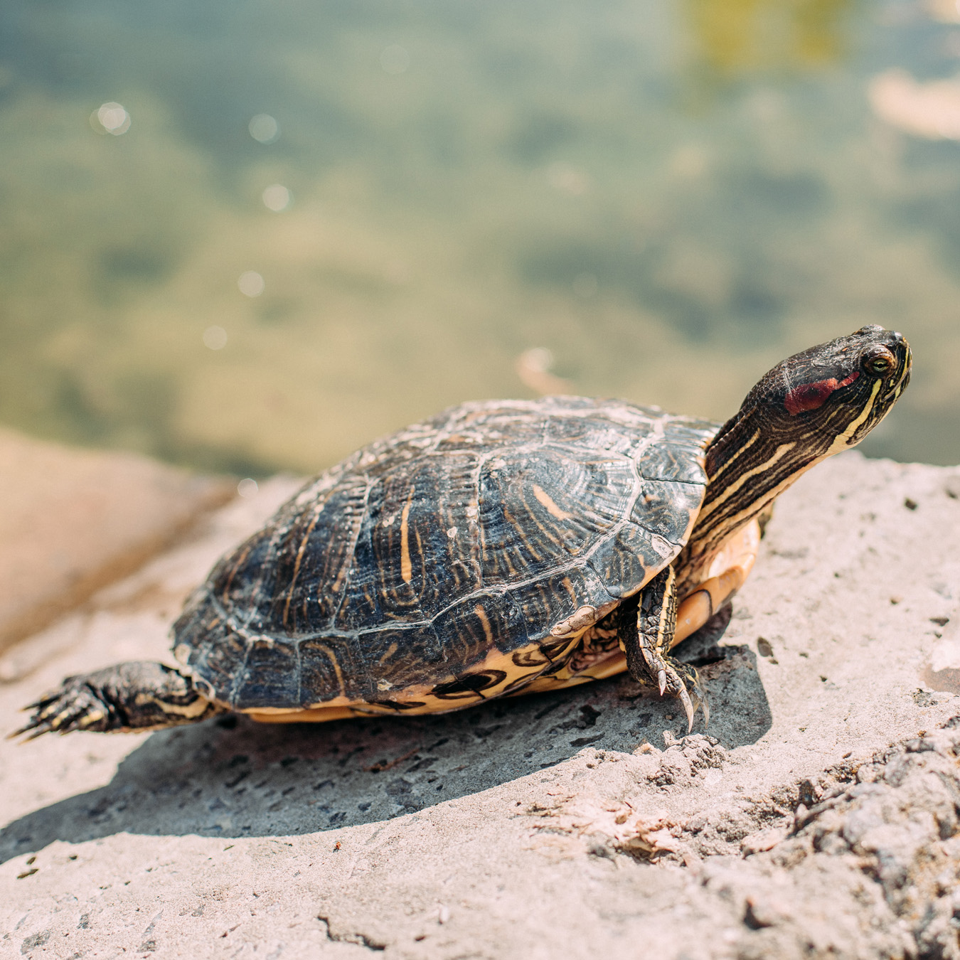 Red Eared Slider Turtle - Central Coast Zoo