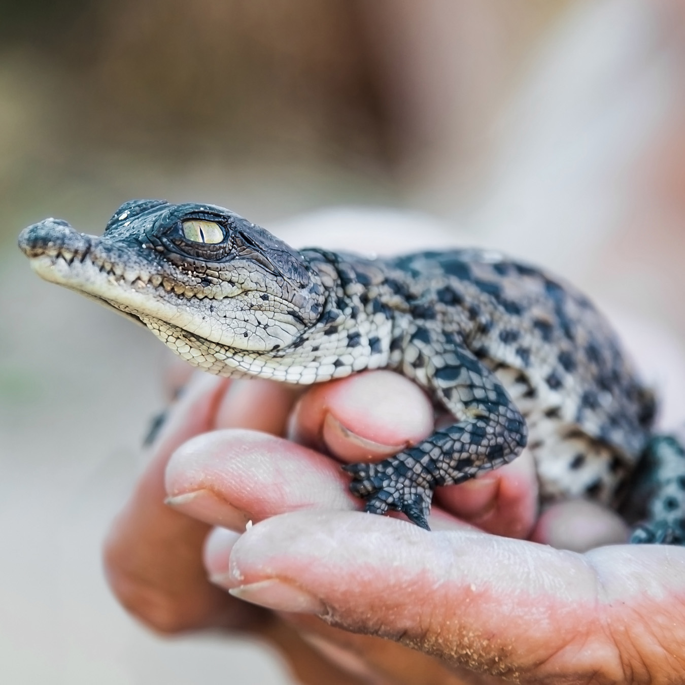 American Alligator - Central Coast Zoo