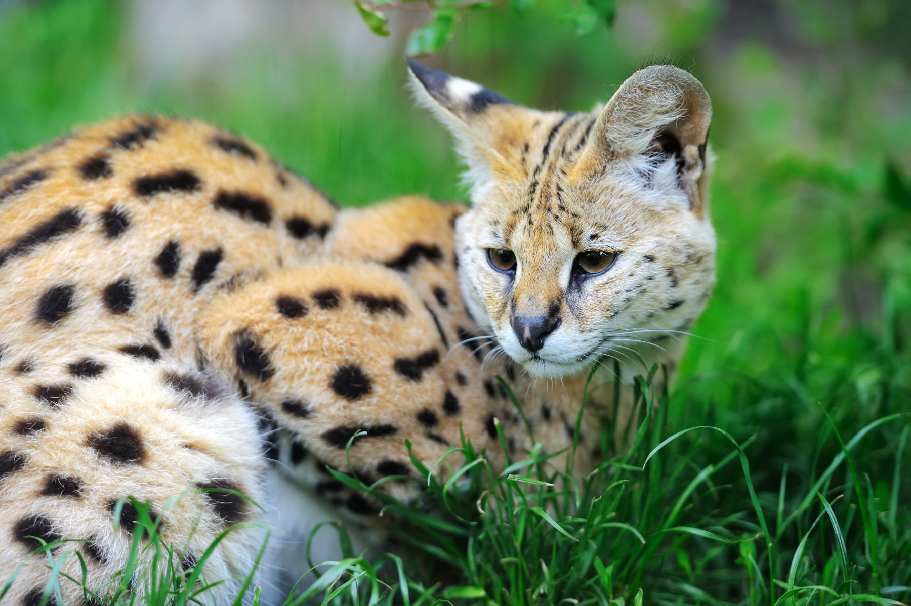 African Serval Encounters - Central Coast Zoo